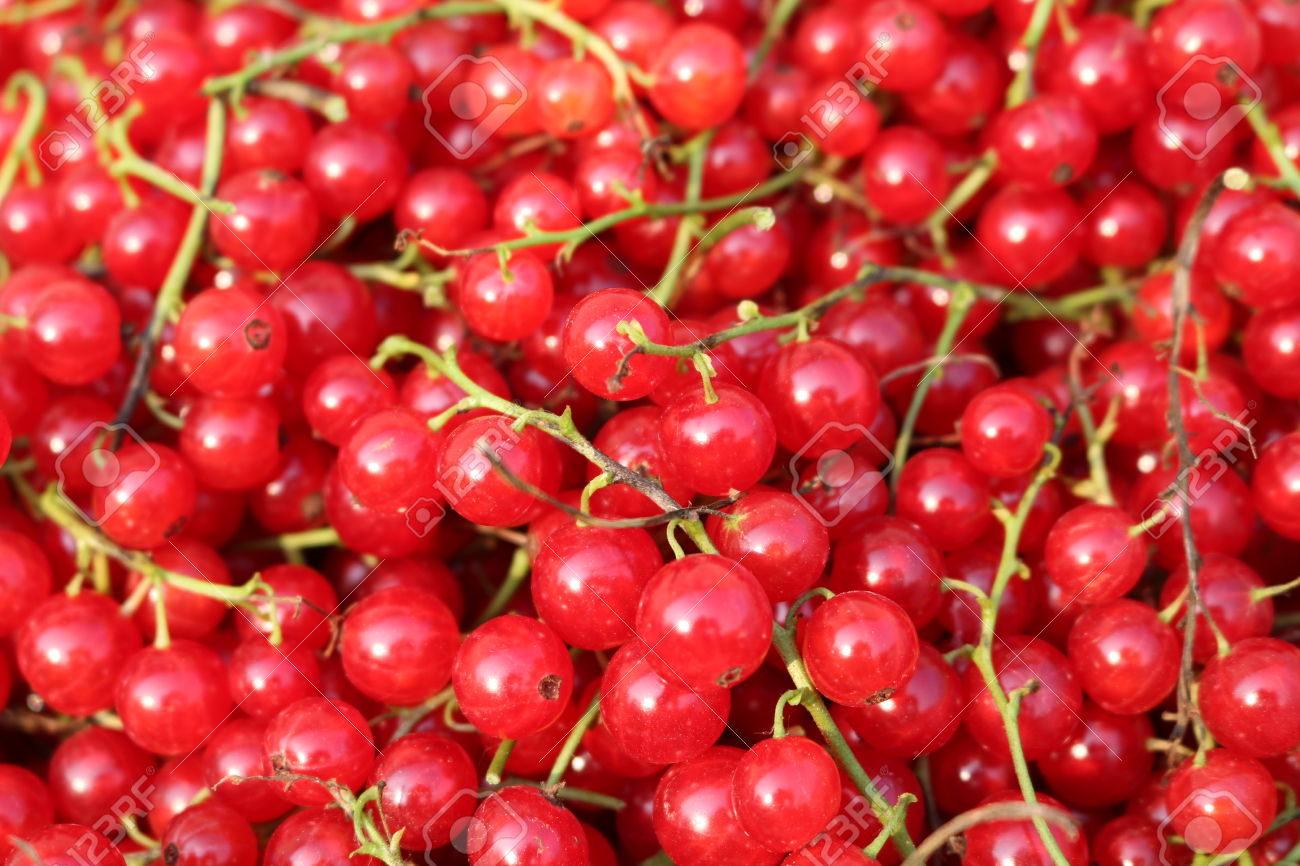 Ribes Rosso - Cod. 8640